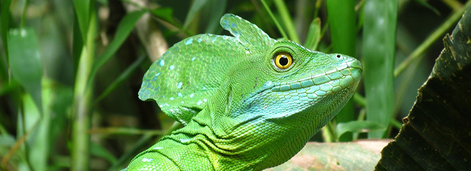 Mi Lora Tours, Explore Costa Rica with us!